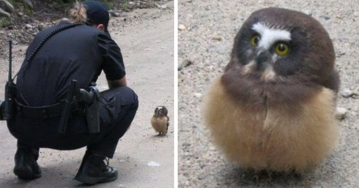 Polisen i Boulder, Colorado, tvingades tvärnita framför uggleunge