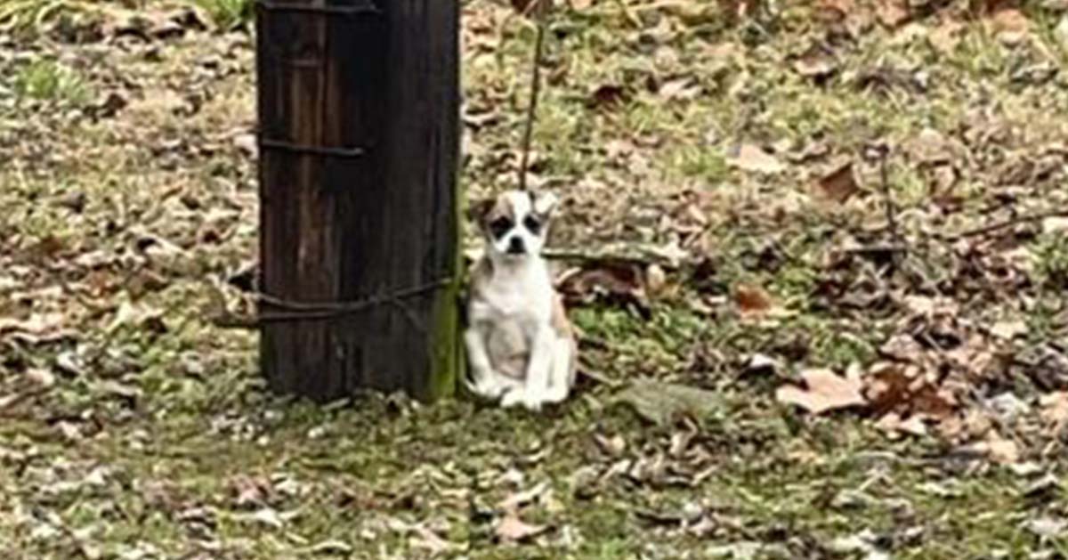 Kvinna hittar bortglömd hund bunden vid träd