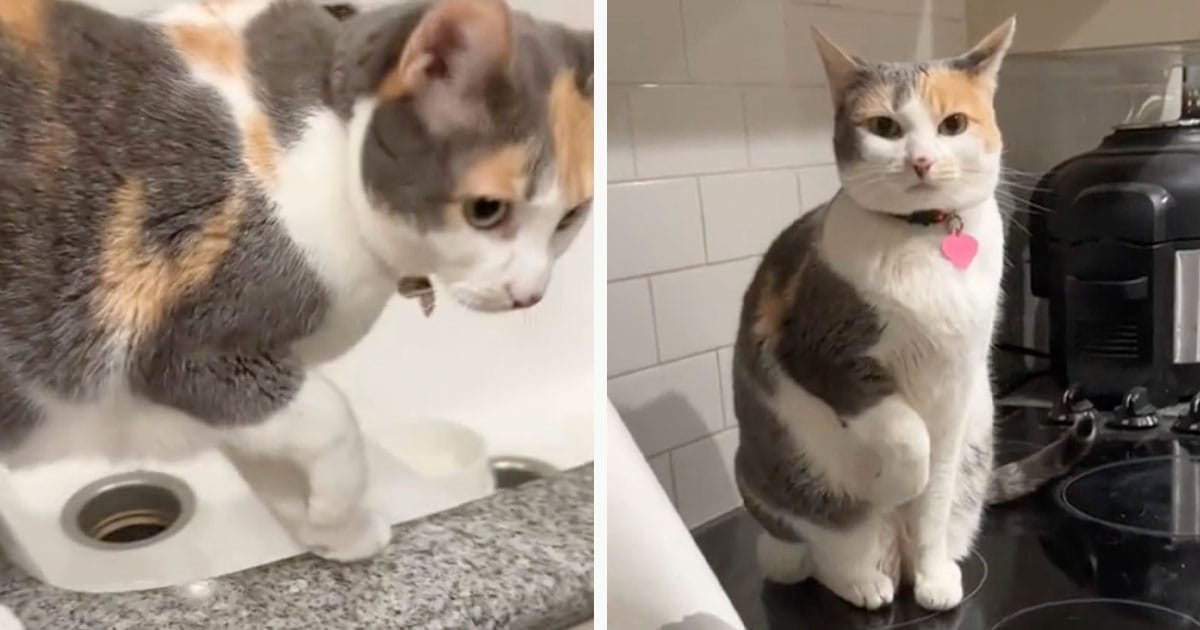 När kattens stora bluff kommer fram viker sig alla av skrat