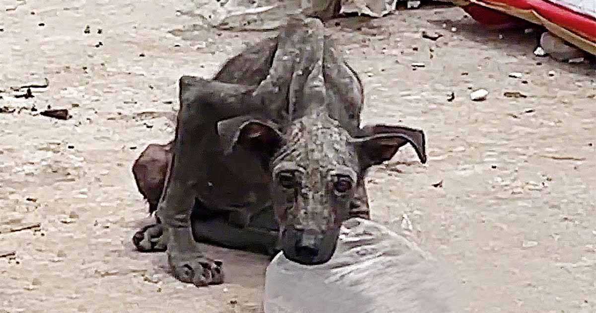 Kvinna misstar spöklik hund för en fladdermus – när han fått en andra ...