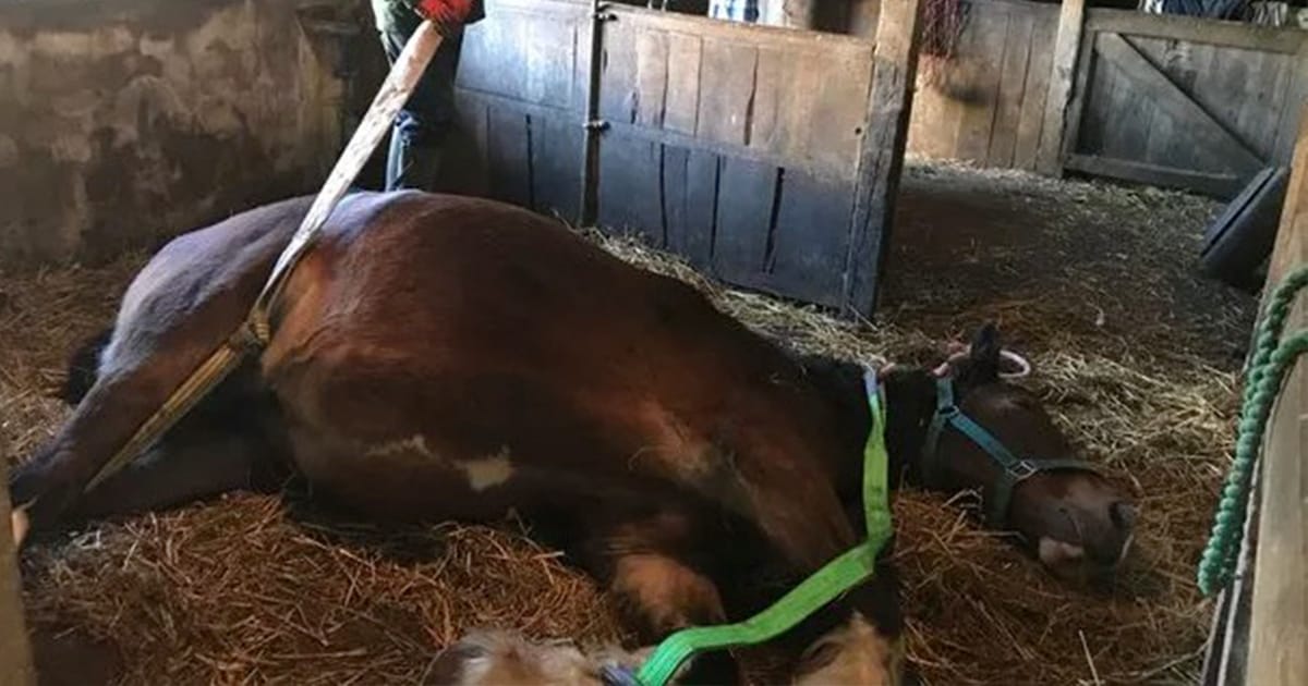 Dying horse collapses – before she’s put down, stable mate steps in and ...