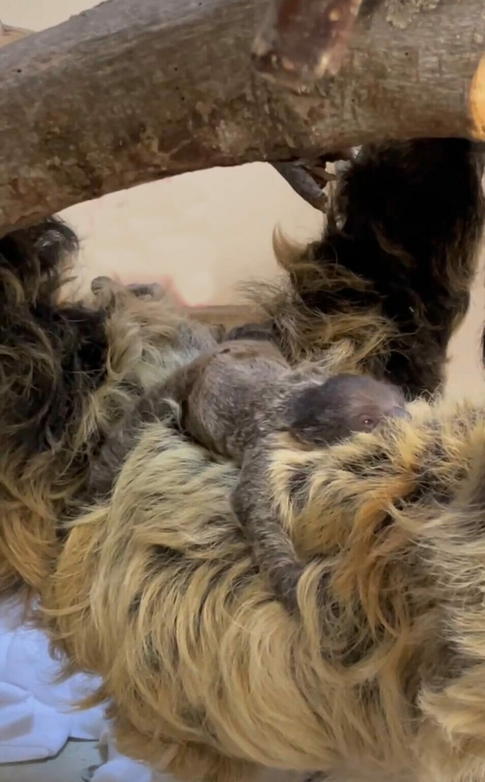 Cincinnati Zoo welcomes first-ever baby sloth — welcome to the world