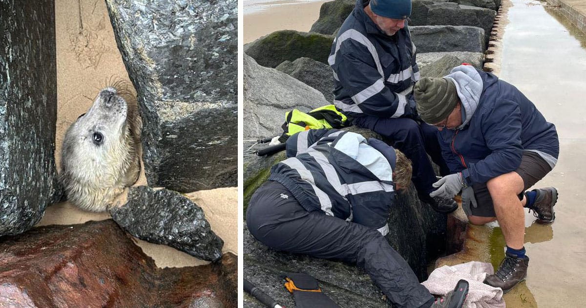 Woman walking along beach hears cry for help, when she looks down she ...