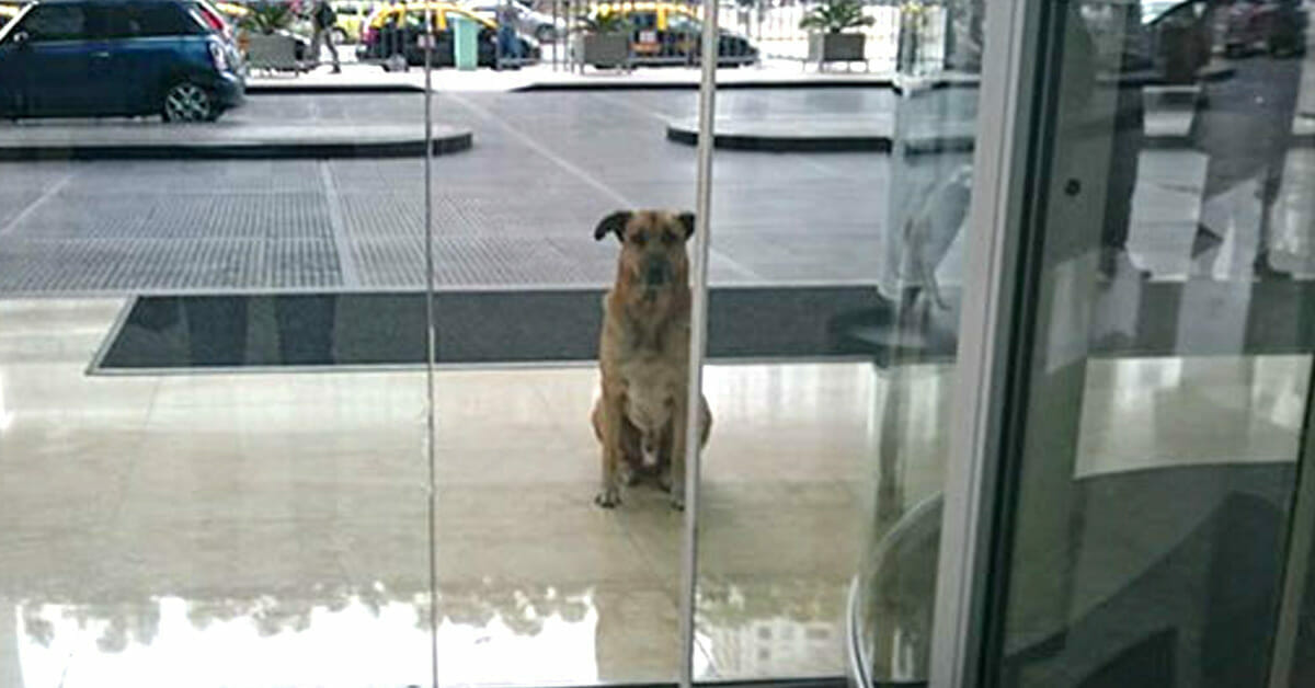 Azafata adopta a perrito callejero que no se da por vencido y la espera ...