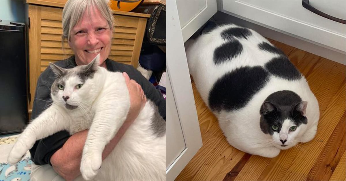 El gato Patches pesaba 18 kilos y creó titulares por su enorme tamaño ...