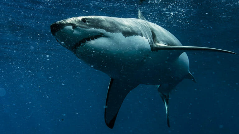 12-vuotiaan vieheeseen tarttui valkohai – karmiva tilanne tallentui ...