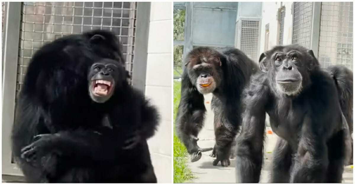 Vankeudessa 28 vuotta elänyt simpanssi näki taivaan ensimmäistä kertaa ...